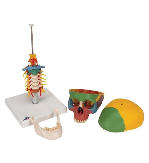 Model De Craniu Uman Didactic Pe Coloana Vertebrală Cervicală 4 Parte