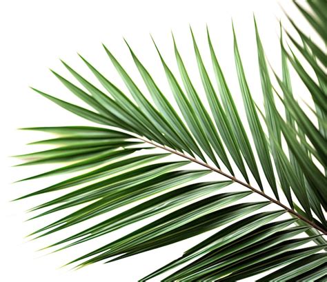 Palmblatt Png Bilder Kostenloser Download Auf Freepik