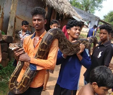 20 Ft Long Python Rescued Orissapost