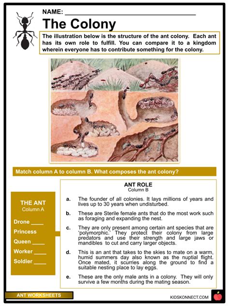 Ants Facts And Worksheets Origin Anatomy Kinds Nature