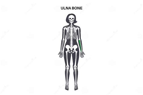 Ulna Bone Anatomy Stock Vector Illustration Of Human 308632245