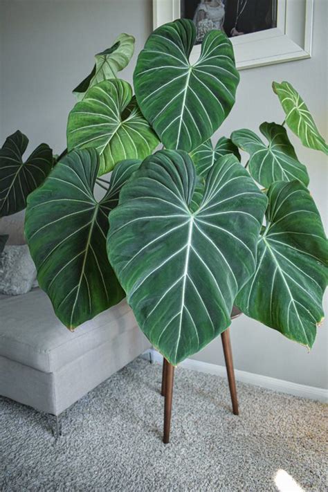 37 Houseplant Centerpiece Ideas Every Plant Grower Should See Artofit