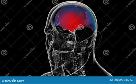 Scheletro Umano Teschio Anatomia Parietale Ossea Per Concetto Medico