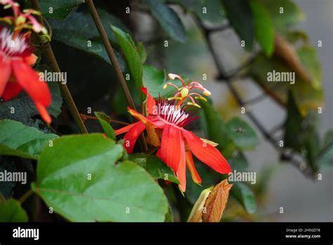 Passiflora Coccinea Scarlet Passion Flower Red Passion Flower
