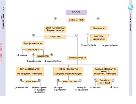 Microbiology Comparative Charts 402 Part Ii L Microbiology Cocci Gram