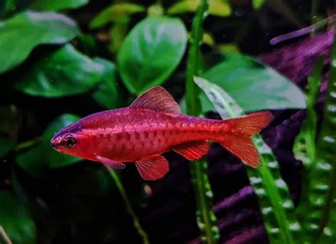 Cherry Barbs Nageoirebleue