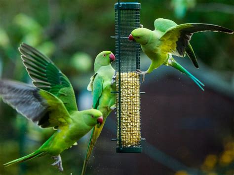 Europe Parrot Fever Outbreak Cases Update Parrot Fever Symptoms
