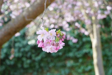 日本樱花树 鲜花 日本樱花高清图库素材免费下载 图片编号 6764443 六图网