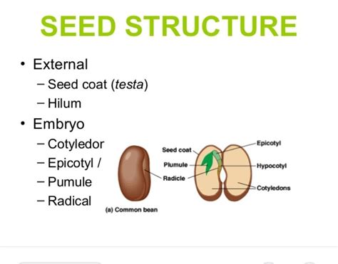 Seed Germination Labeled Diagram
