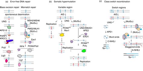 Vdj Recombination Somatic Hypermutation And Class Switch Recombination Of Immunoglobulins