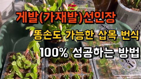 게발선인장 초초간단 삽목번식 이렇게하면 삽목 100 성공 관리가 필요없는 삽목방법 모종트레이 만능 씨앗발아기 번식 리치쏘일 엄마와 딸 다육