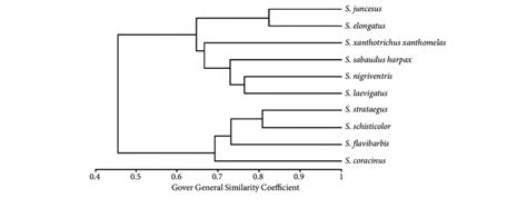 UPGMA Dendrogram Showing The Relationship Between Taxa Of Stenopogon