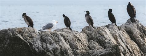 Class Imbalance Smote Borderline Smote Adasyn Towards Data Science