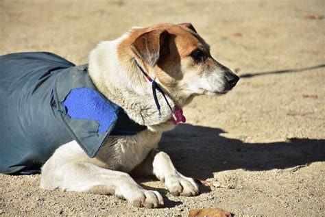 Cómo Se Detiene La Agresión Alimentaria En Perros Con Otros Perros
