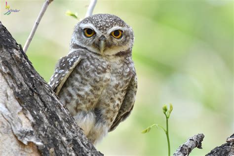 Alder s Bird watching Notes 泰國鳥橫斑腹小鴞第三巢Spotted Owlet Phutthamonthon