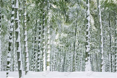 雪の竹林 写真 アールクリエーション