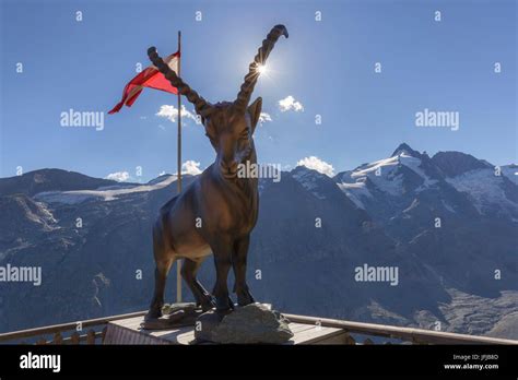 Steinbock Auf Schnee Fotos Und Bildmaterial In Hoher Aufl Sung Alamy