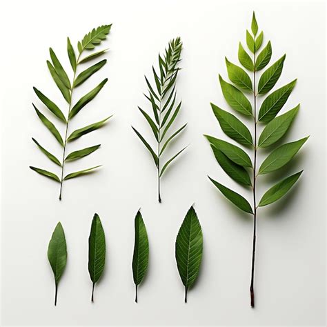 Premium Photo Isolated Of Cypress Tree Leaf Branches Seed Log With