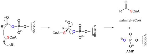 Hydrolysis Of Thioester