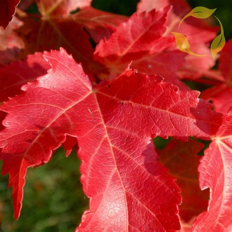 Amur Maple Acer Ginnala Flame 30 Seeds
