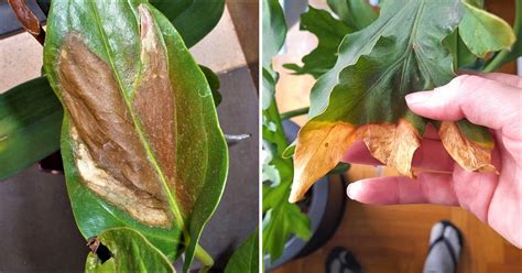 Como Solucionar Las Hojas Marrones De Las Plantas Mundo Positivo