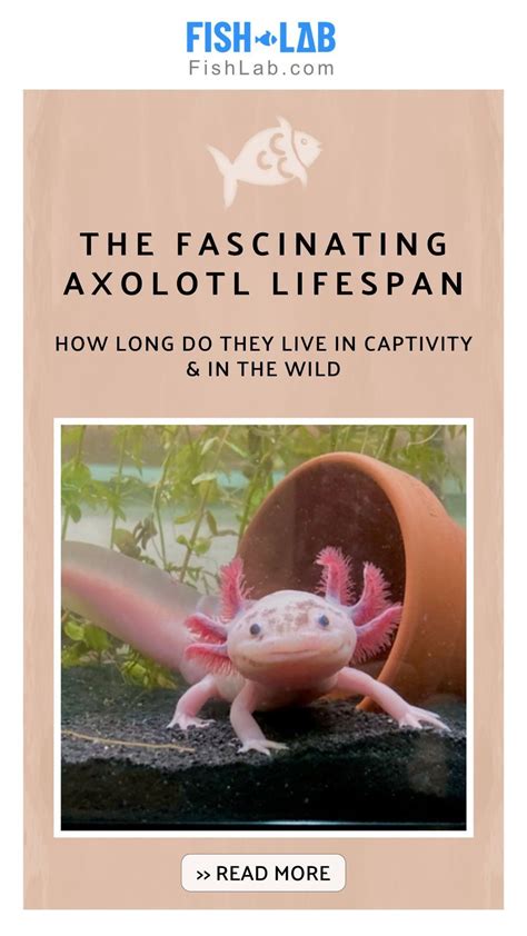 The Fascinating Axolotl Lifespan How Long Do They Live In Captivity