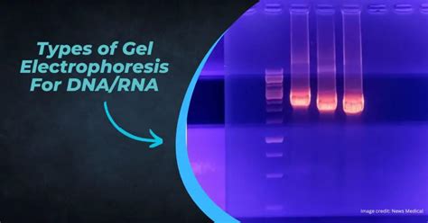 Electrophoresis Promega Corporation Brings High Performance Dna