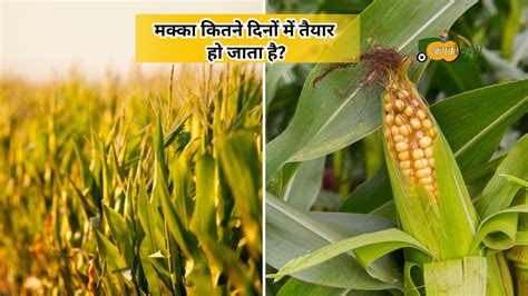Makka Ki Kheti अभी करे शुरू मक्का की बुवाई और जाने क्या हैं तरीके