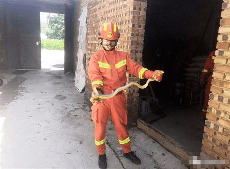 邯郸丨养鸡场惊现“不速之客”！它身长2米，神出鬼没！村民吓得赶紧报警！青蛇
