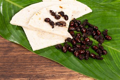 개미 Culonas 산탄데르 콜롬비아의 전형적인 요리법 나무 배경에 사진 개미에 대한 스톡 사진 및 기타 이미지 개미