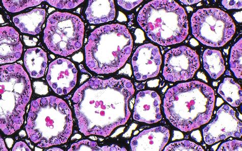 Renal Cortex Tubules And Capillaries Light Micrograph Stock Image