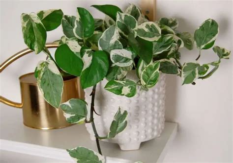 25 Stunning Types Of Pothos Pothos Varieties With Pictures