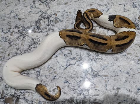 Pied 66 Dh Clownhypo Ball Python By Owal Reptiles Morphmarket