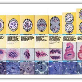 Pdf Nuevas Estrategias En La Enseñanza De La Mitosis