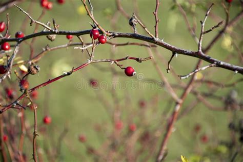 Rose Hip Branches Wild Rose Bush In Autumn Close Up View Berry Red