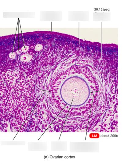 Ovarian Cortex Diagram Quizlet