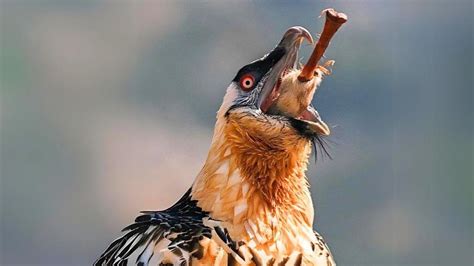 Bearded Vulture 🍖 The Bone Eating Bird In 2025 Bearded Vulture