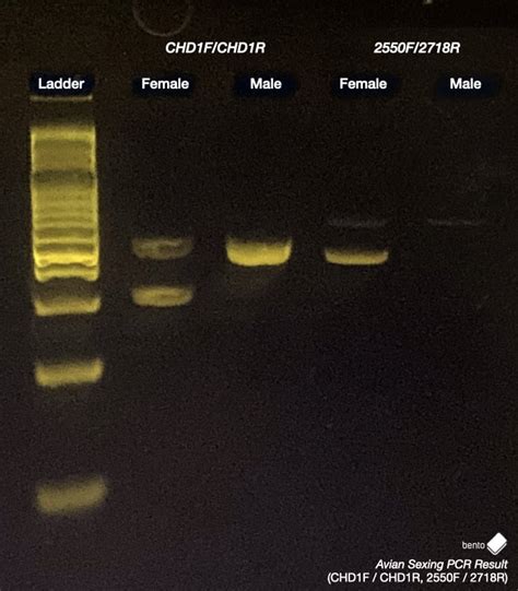 Bird Sexing Test Bird Dna For Male Or Female Bento Lab