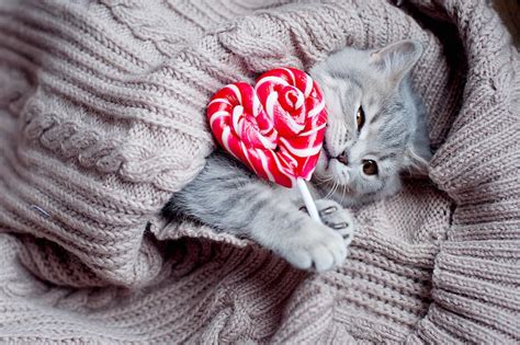 14 Purrfect Cat Puns For Your Valentines Day Card