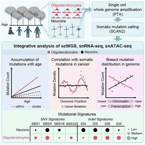 Contrasting Somatic Mutation Patterns In Aging Human Neurons And Oligodendrocytes Cell