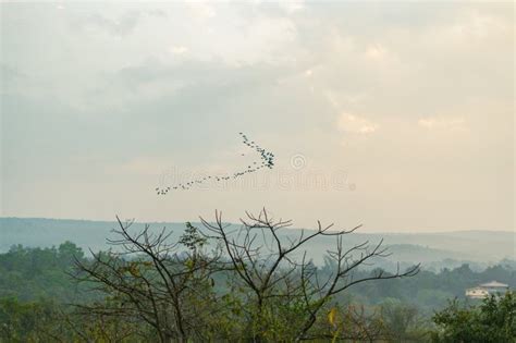 Some Birds Are Flying Over Trees On A Sunny Day By The Water Stock