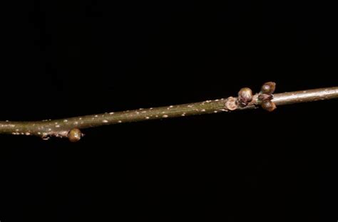 Lindera Benzoin Lauraceae