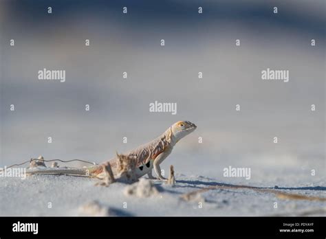 Female Bleached Earless Lizard Holbrookia Maculata Ruthveni In