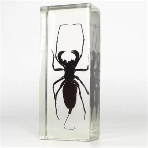 Real Life Bugs And Insects Taxidermy Paperweight Bug In Resin Whip