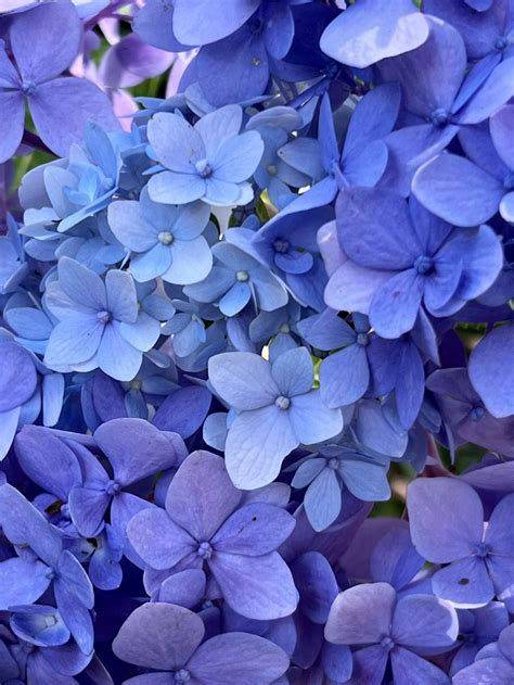 Foto Un Grupo De Flores Azules Imagen Planta Gratis En Unsplash