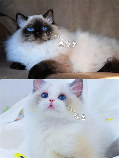 布偶猫的品种分类猫的品种布偶大山谷图库