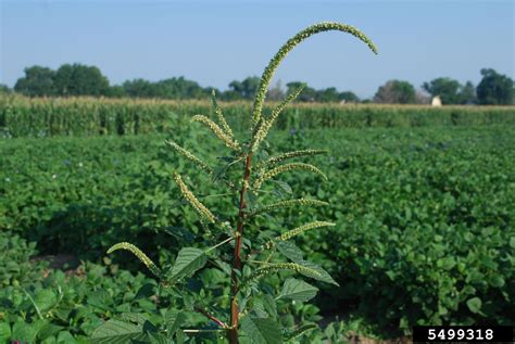 Palmer Amaranth Amaranthus Palmeri