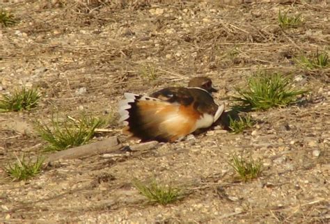 Killdeer Nh Audubon