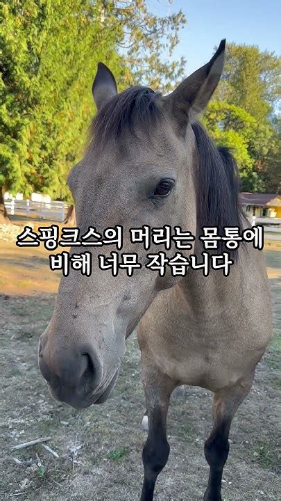 스핑크스 머리는 원래 사자였다고” 이집트 스핑크스의 숨겨진 과거” 믿거나말거나 이집트미스터리 스핑크스 고대이집트 숨겨진역사 미스터리 Youtube