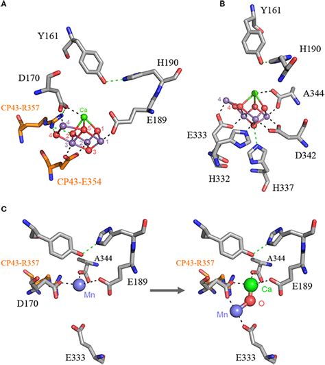 The Oxygen Evolving Complex Oec Of Photosystem Ii Is Irreducible Complex